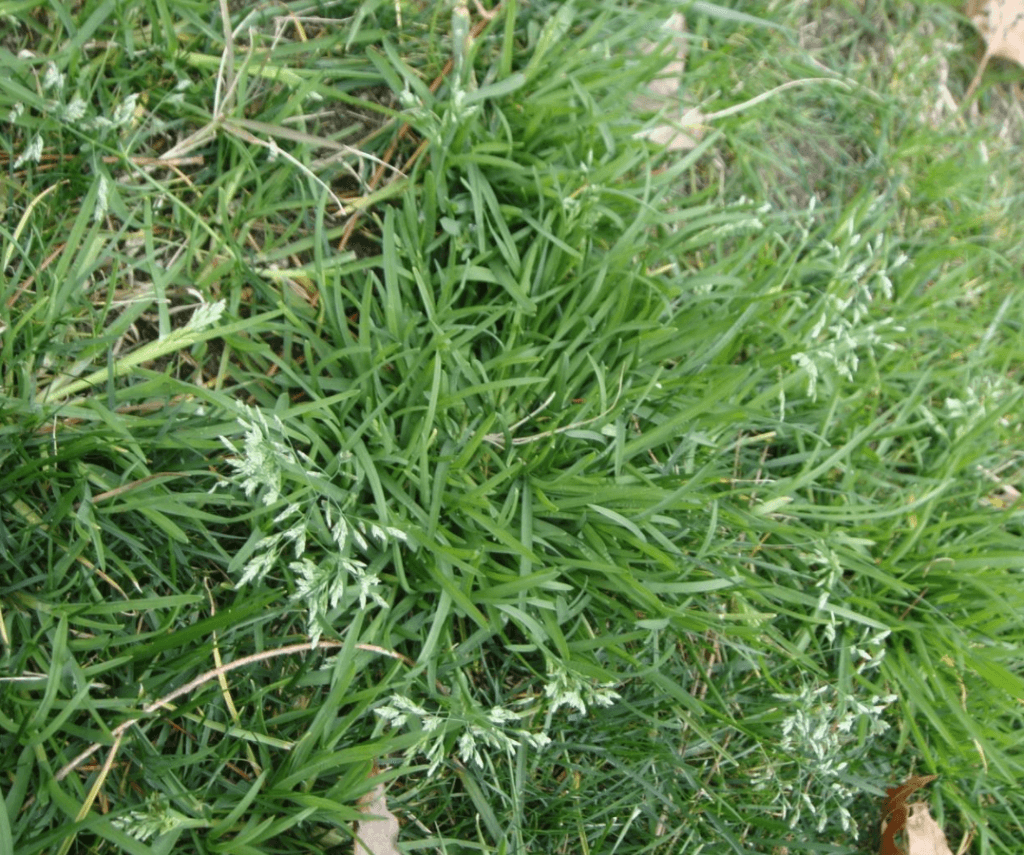 November 2023 News From Fairway Green | Carolina Lawn Care